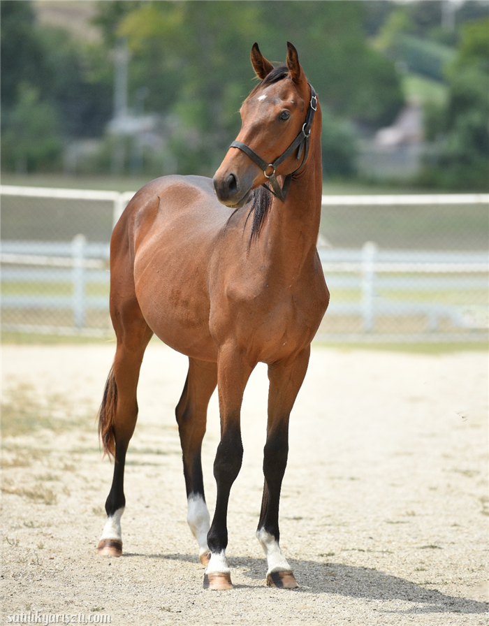 Satılık Yarış Atı #6036 1,5’LU TU BRUTUS STREET PARTY(LION HEART) TAYI