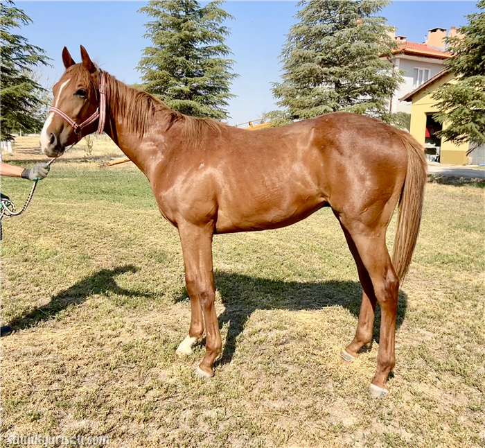 Satılık Yarış Atı #8242 SUMEL EKÜRİSİNDEN SATILIK 2024 DOĞUMLU ERKEK TAYLAR